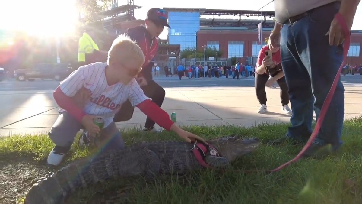 Emotional support alligator denied entry at Phillies game – NBC Sports ...