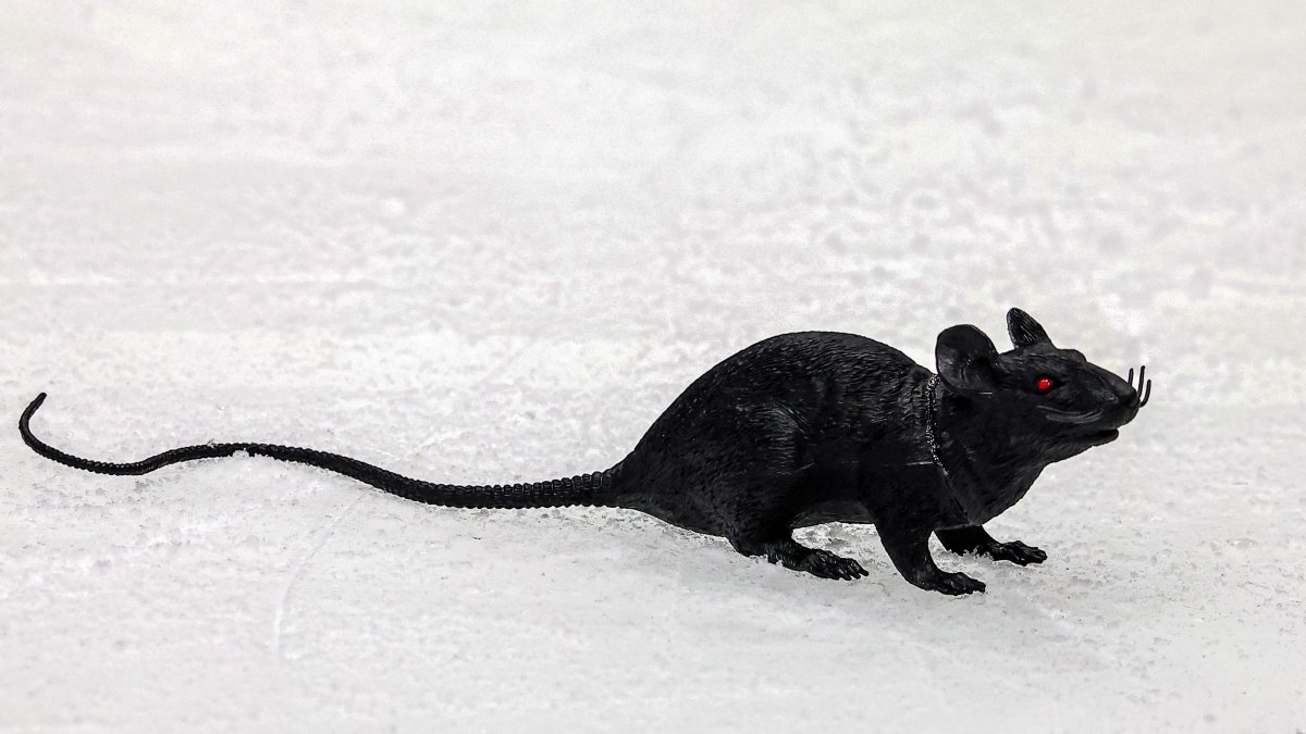 Florida Panthers fans’ rat-throwing tradition explained – NBC Sports ...