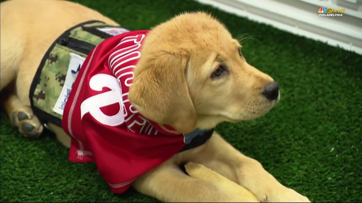 Watch Tugger a new service puppy in training with the Phillies – NBC ...